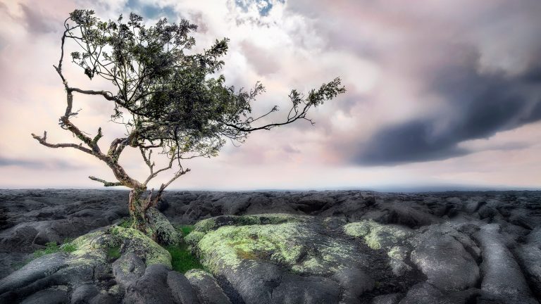 Tree Desktop Theme for Windows 10