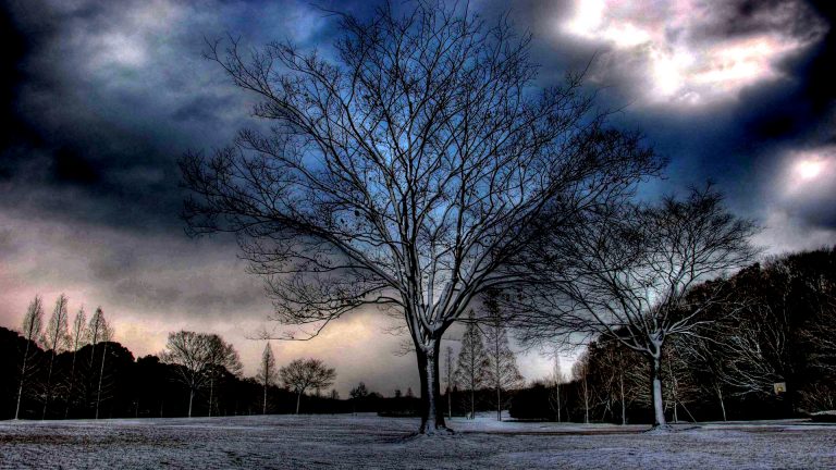 Tree Desktop Theme for Windows 10