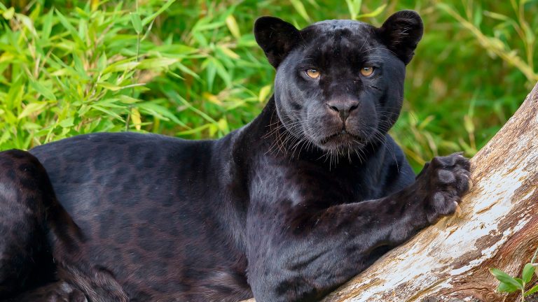 Black Panther (Puma) Theme for Windows 10