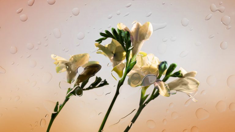 Chrome OS Flex Radiance 2K Desktop Theme for Windows 10 / 11