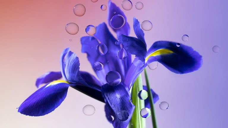 Chrome OS Flex Radiance 2K Desktop Theme for Windows 10 / 11