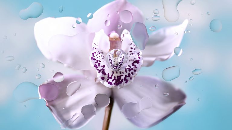 Chrome OS Flex Radiance 2K Desktop Theme for Windows 10 / 11