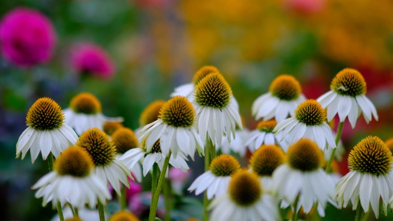 Daisy Flowers Theme for Windows 10 / 11