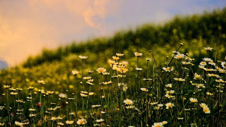 Daisy Flowers Theme for Windows 10 / 11