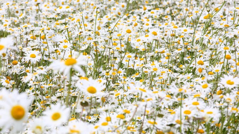Daisy Flowers Theme for Windows 10 / 11