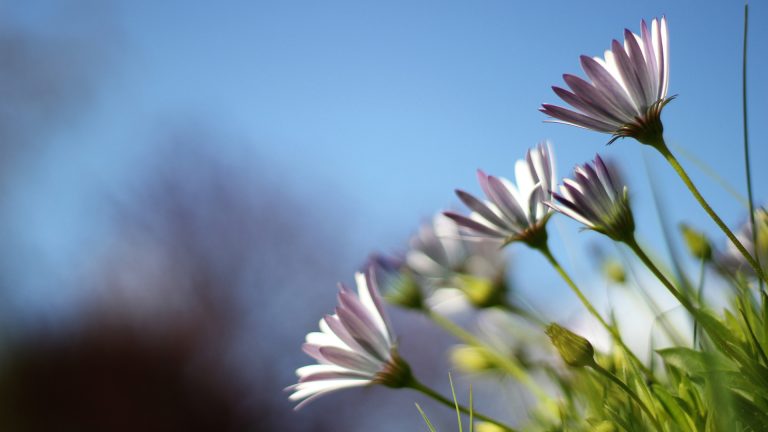 Daisy Flowers Theme for Windows 10 / 11
