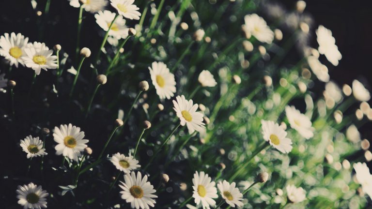 Daisy Flowers Theme for Windows 10 / 11