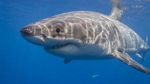 Shark Desktop Theme for Windows 10 / 11