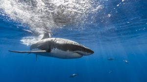 Shark Desktop Theme for Windows 10 / 11