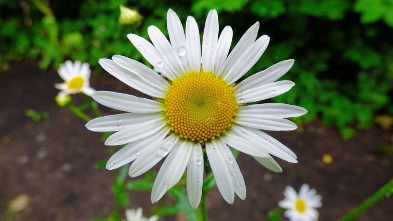 Daisy Flowers Theme for Windows 10 / 11