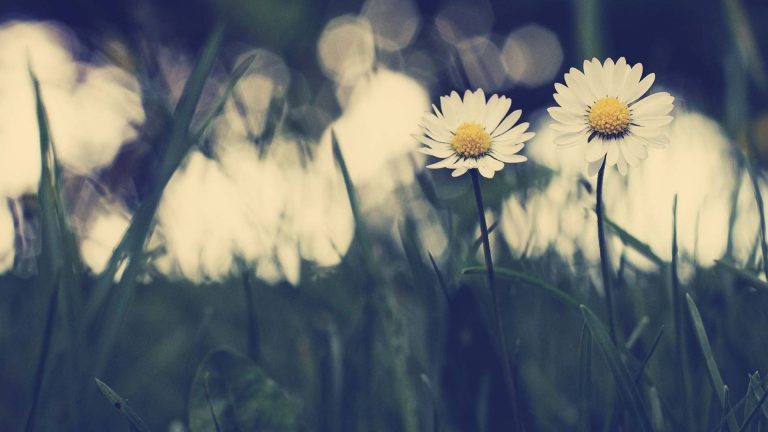 Daisy Flowers Theme for Windows 10 / 11
