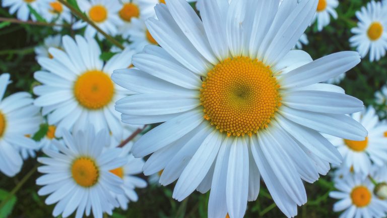 Daisy Flowers Theme for Windows 10 / 11