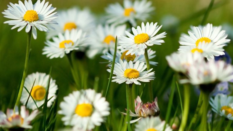 Daisy Flowers Theme for Windows 10 / 11