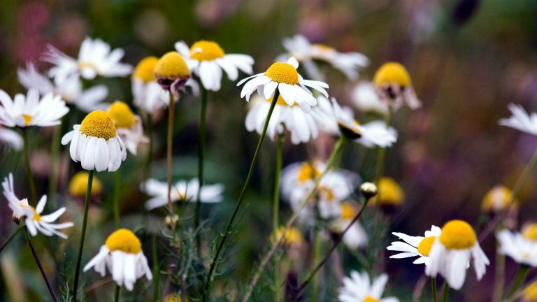 Daisy Flowers Theme for Windows 10 / 11