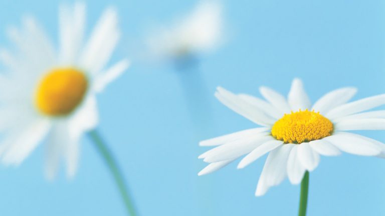 Daisy Flowers Theme for Windows 10 / 11