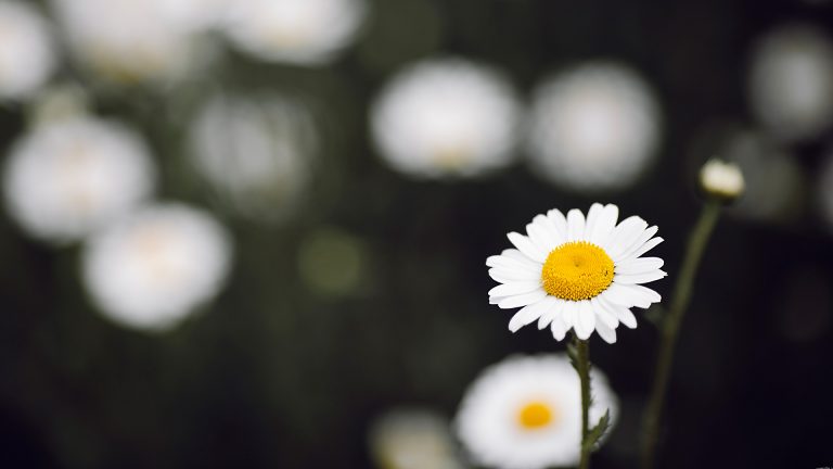 Daisy Flowers Theme for Windows 10 / 11