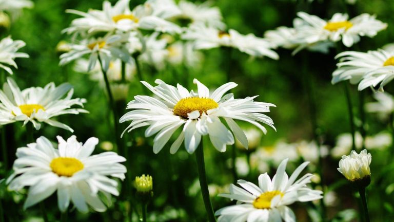 Daisy Flowers Theme for Windows 10 / 11